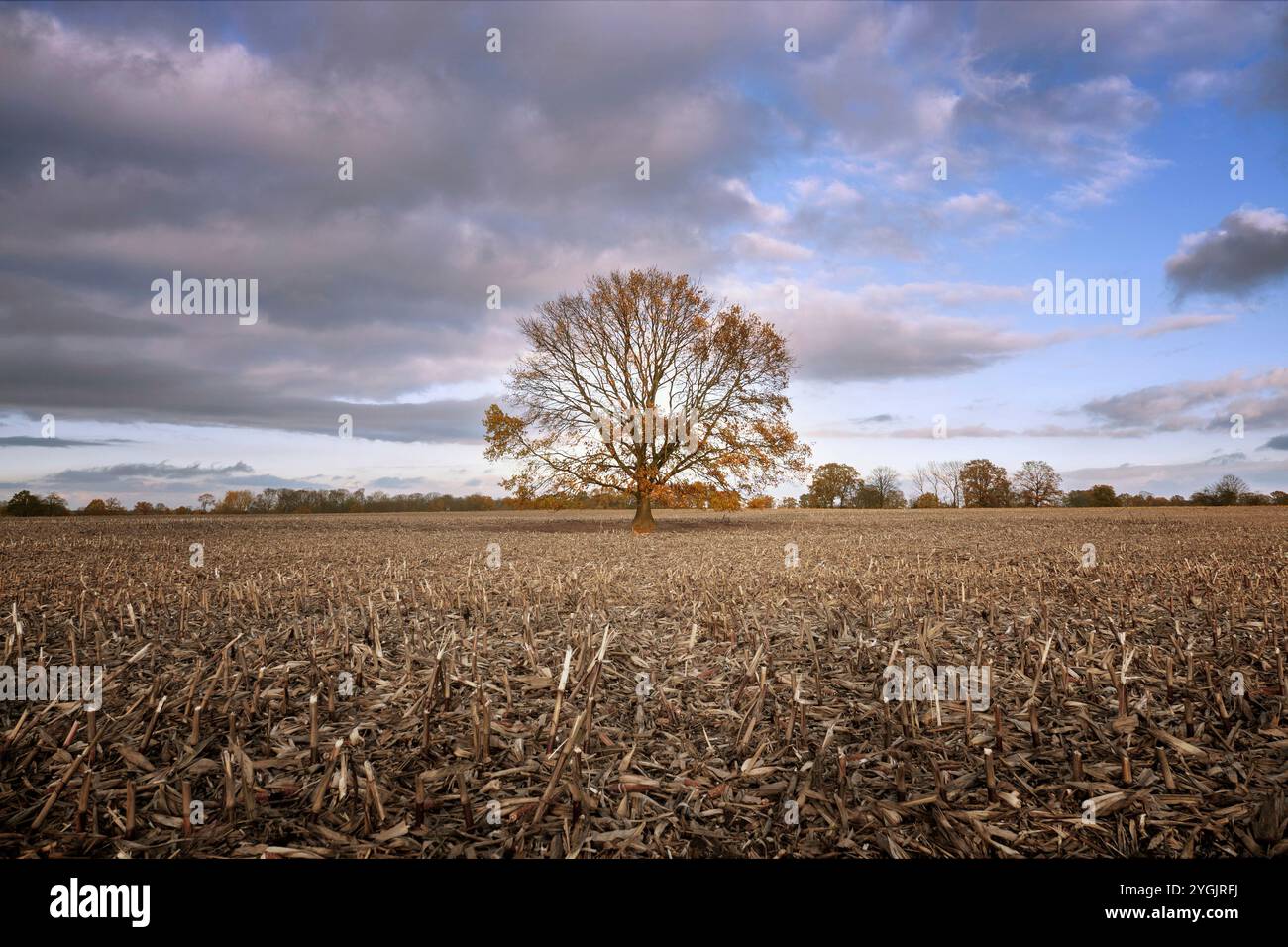 A magnificent oak tree with fall leaves in the middle of a field Stock ...
