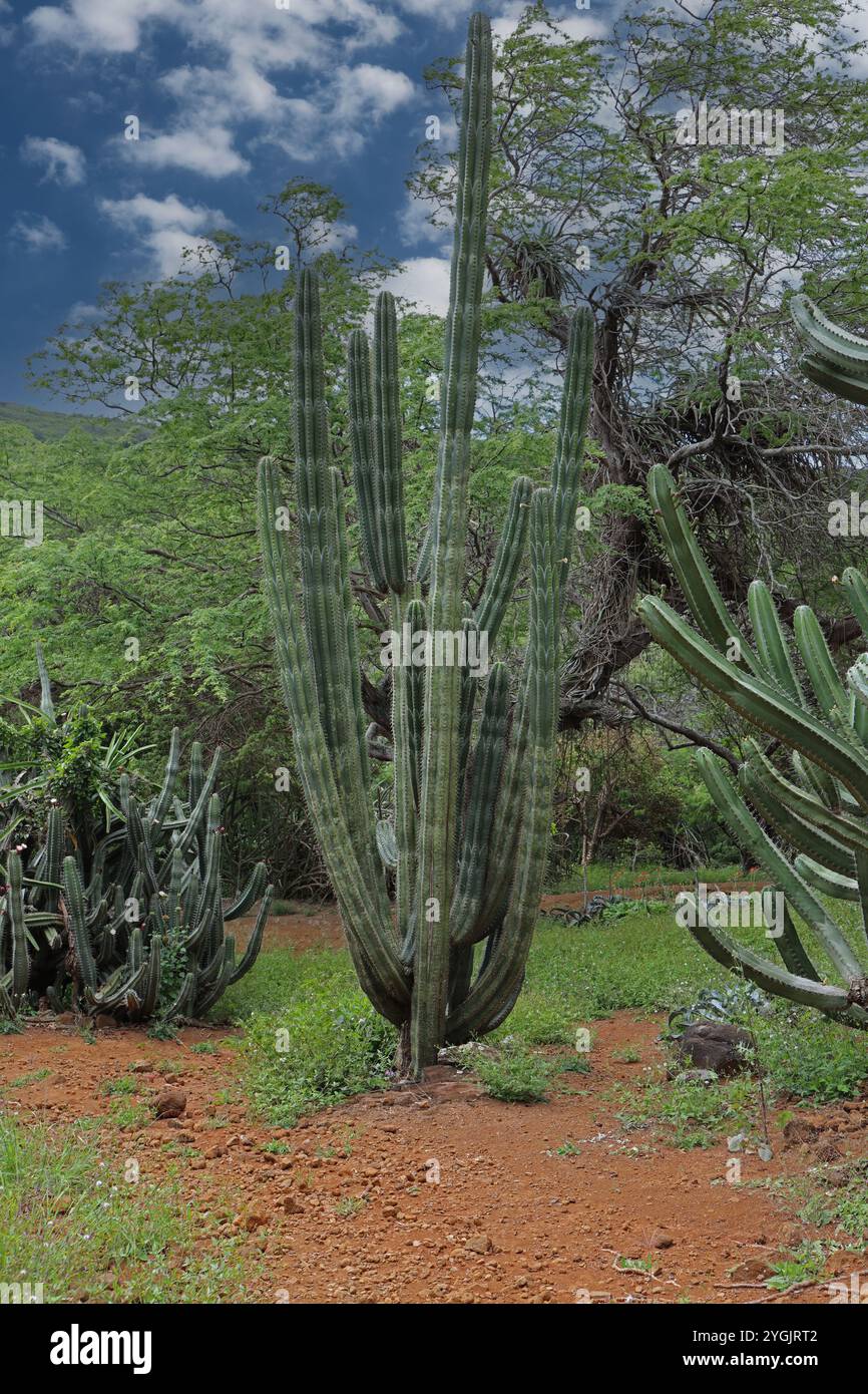 Towering and sprawling Cereus cacti, backed by trees, in a dormant ...
