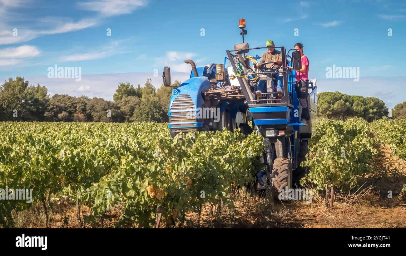 Grape harvest hi-res stock photography and images - Alamy