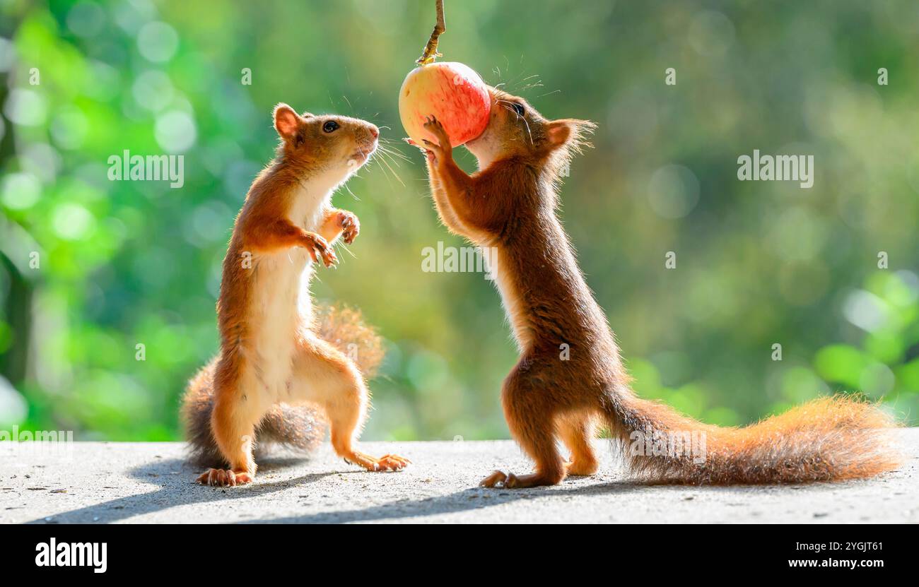 red squirrel biting and holding a apple Stock Photo - Alamy