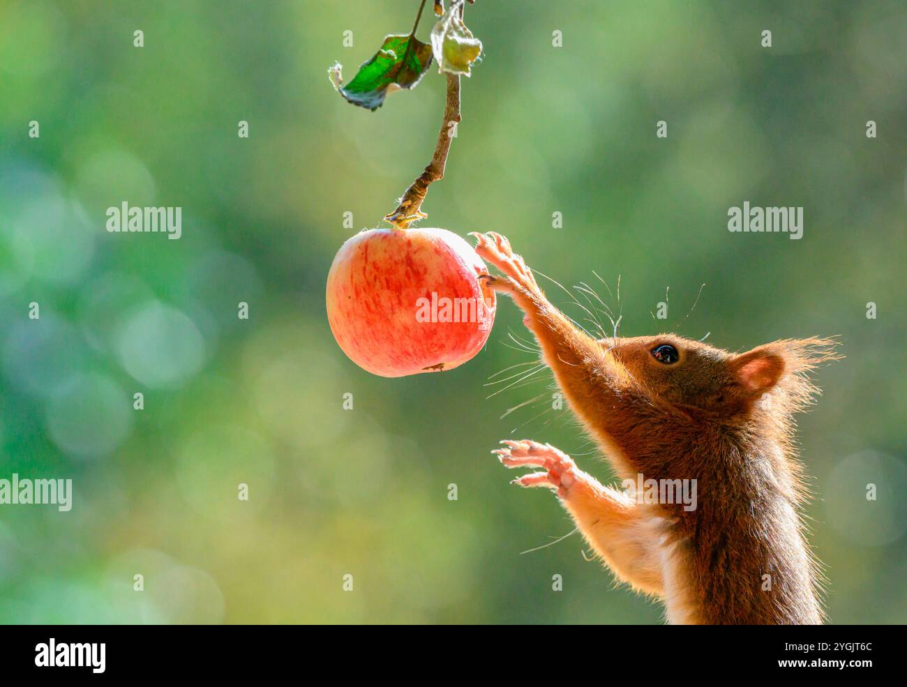 red squirrel reaching for a apple Stock Photo - Alamy