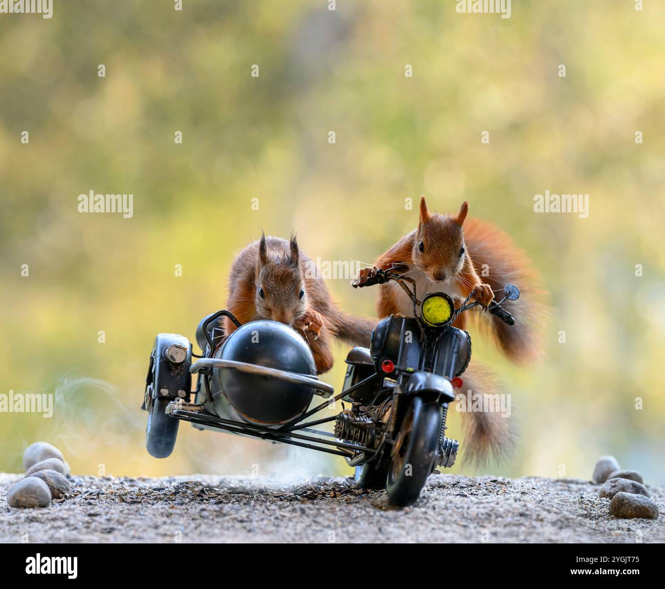red squirrels on a side bike Stock Photo - Alamy