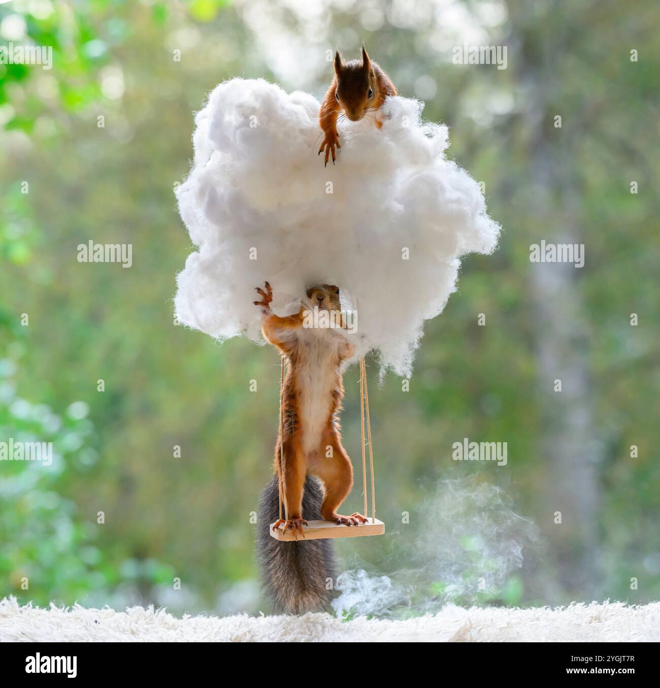red squirrels on a swing under a cloud Stock Photo - Alamy