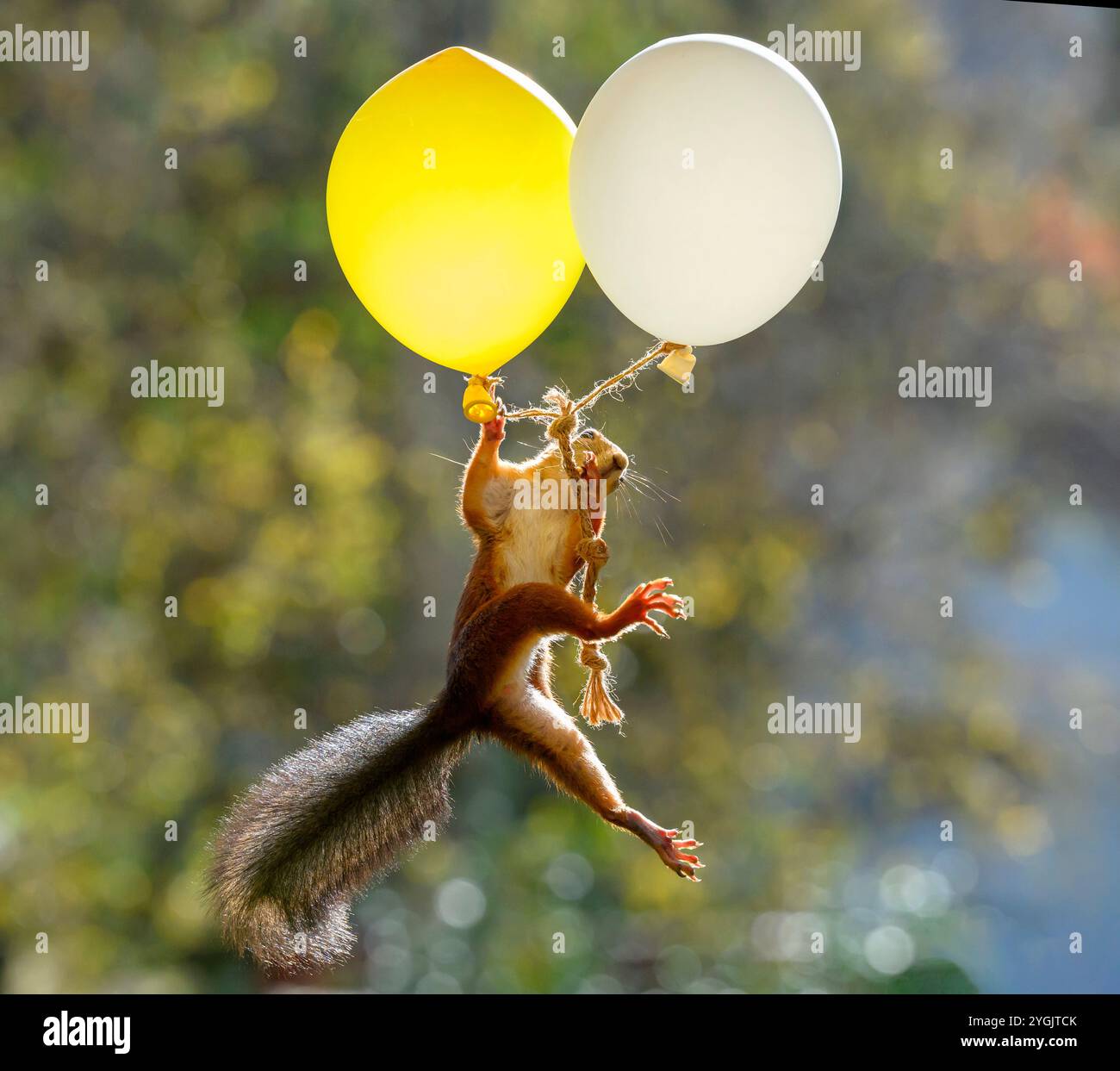 red squirrel is holding several balloons in the air Stock Photo - Alamy