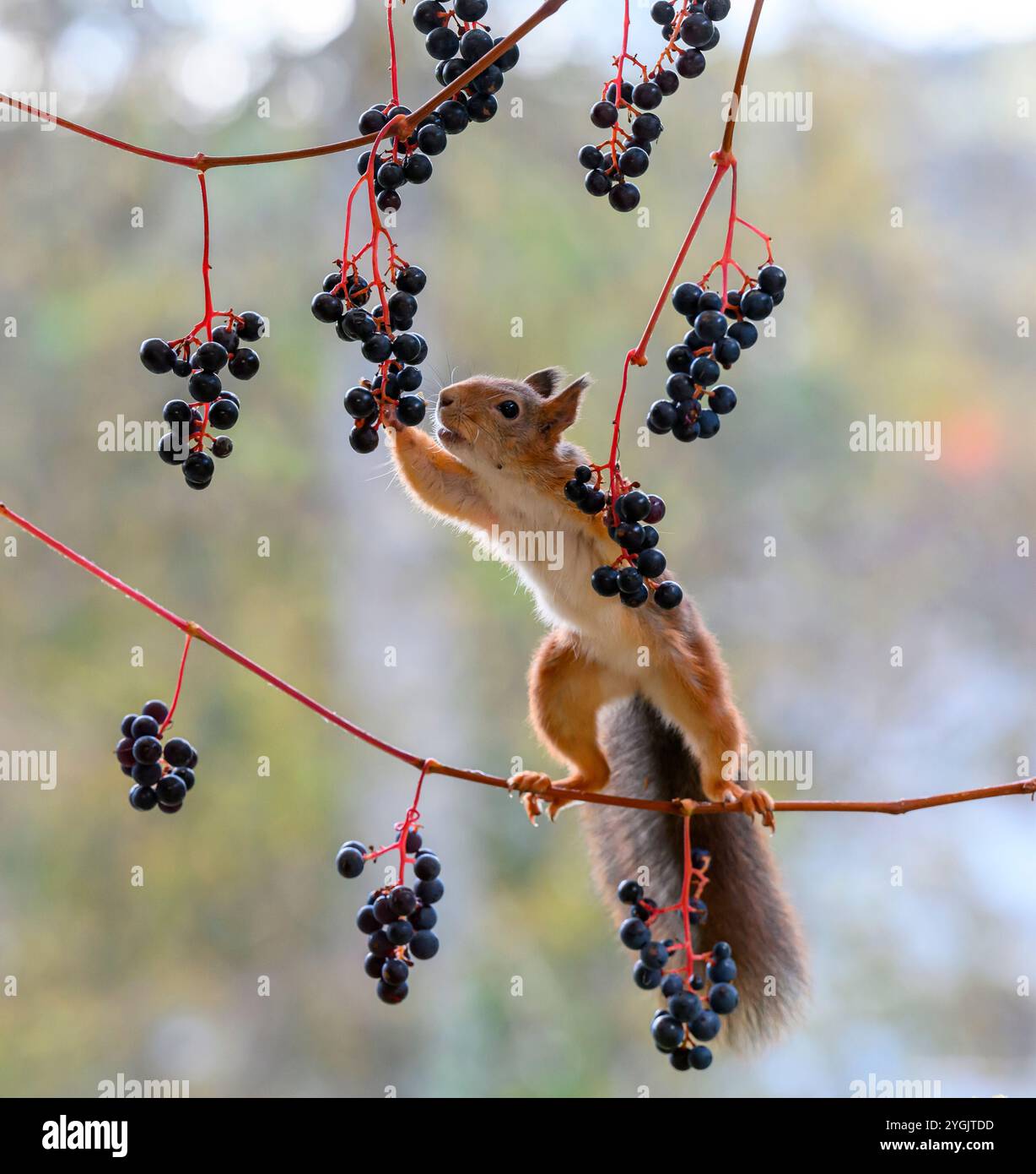 red squirrel reaching for grapes in a grape branch Stock Photo - Alamy