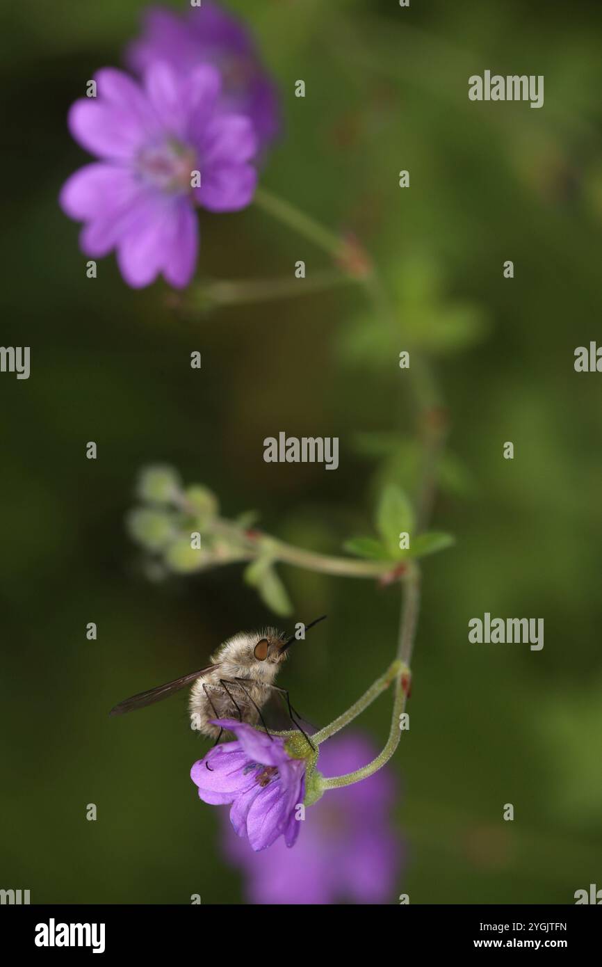 Bee fly (Bombylius venosus) sleeping on Pyrenean cranesbill (Geranium ...