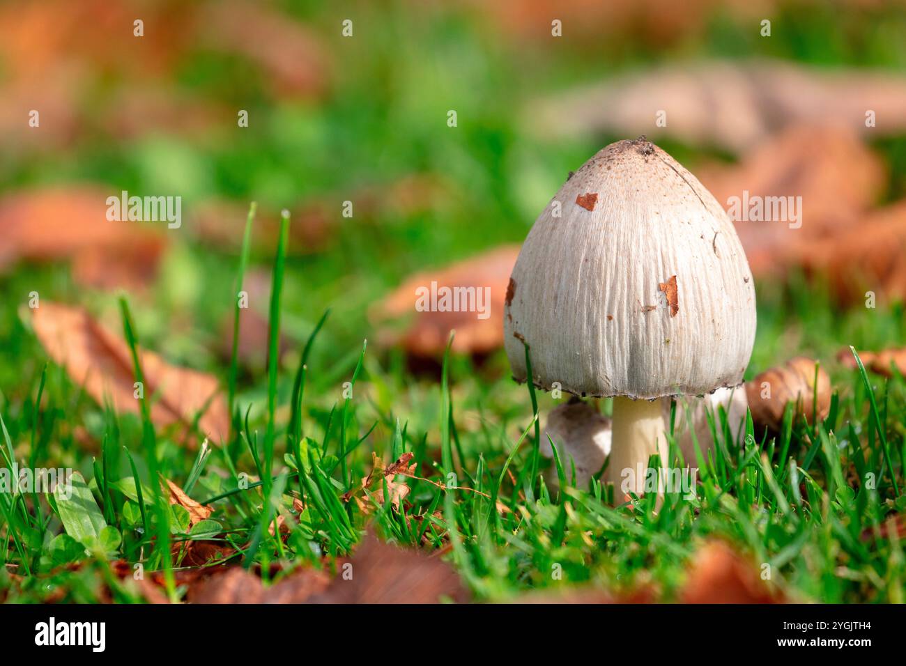 Common ink cap (Coprinopsis atramentaria Stock Photo - Alamy