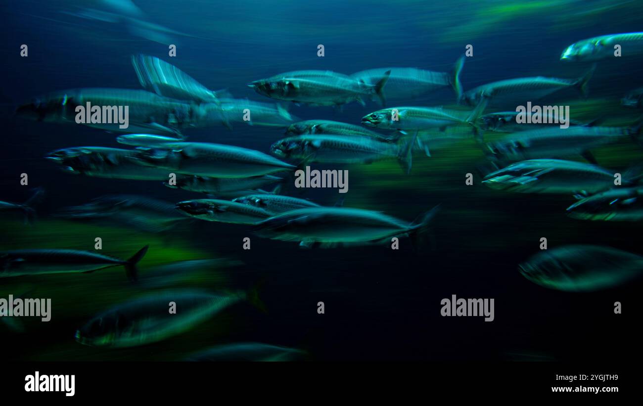 School fish dark hi-res stock photography and images - Alamy