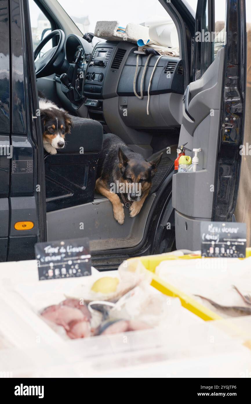 Dogs in a car at a fish stall Stock Photo - Alamy