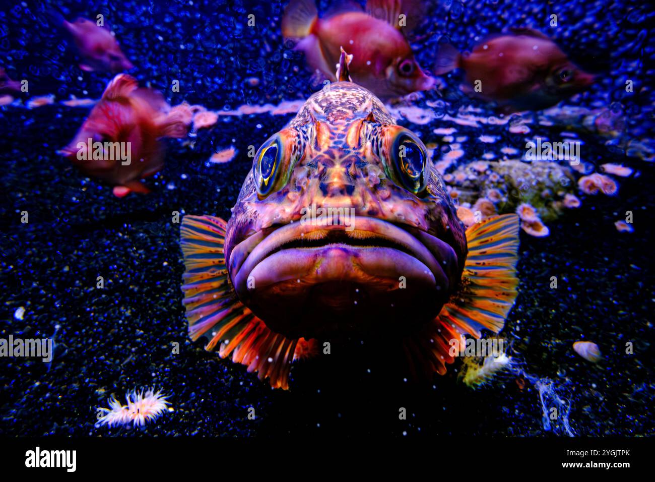 Dragonfish hi-res stock photography and images - Alamy