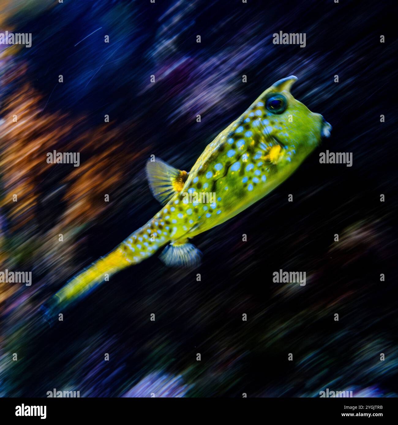 Aquarium colors hi-res stock photography and images - Alamy