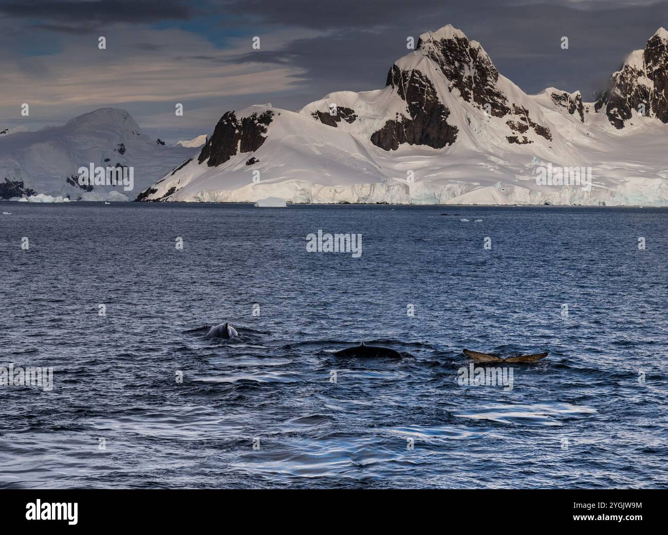 Antarctic landscape with diving humpback whales Stock Photo - Alamy