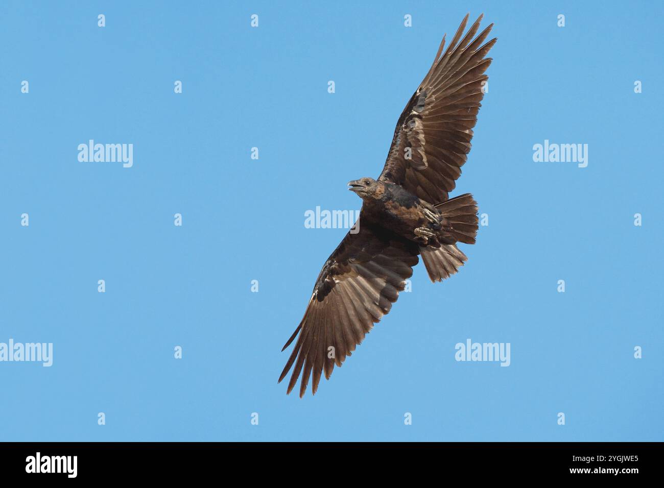 fan-tailed raven (Corvus rhipidurus), in flight in the blue sky, view ...