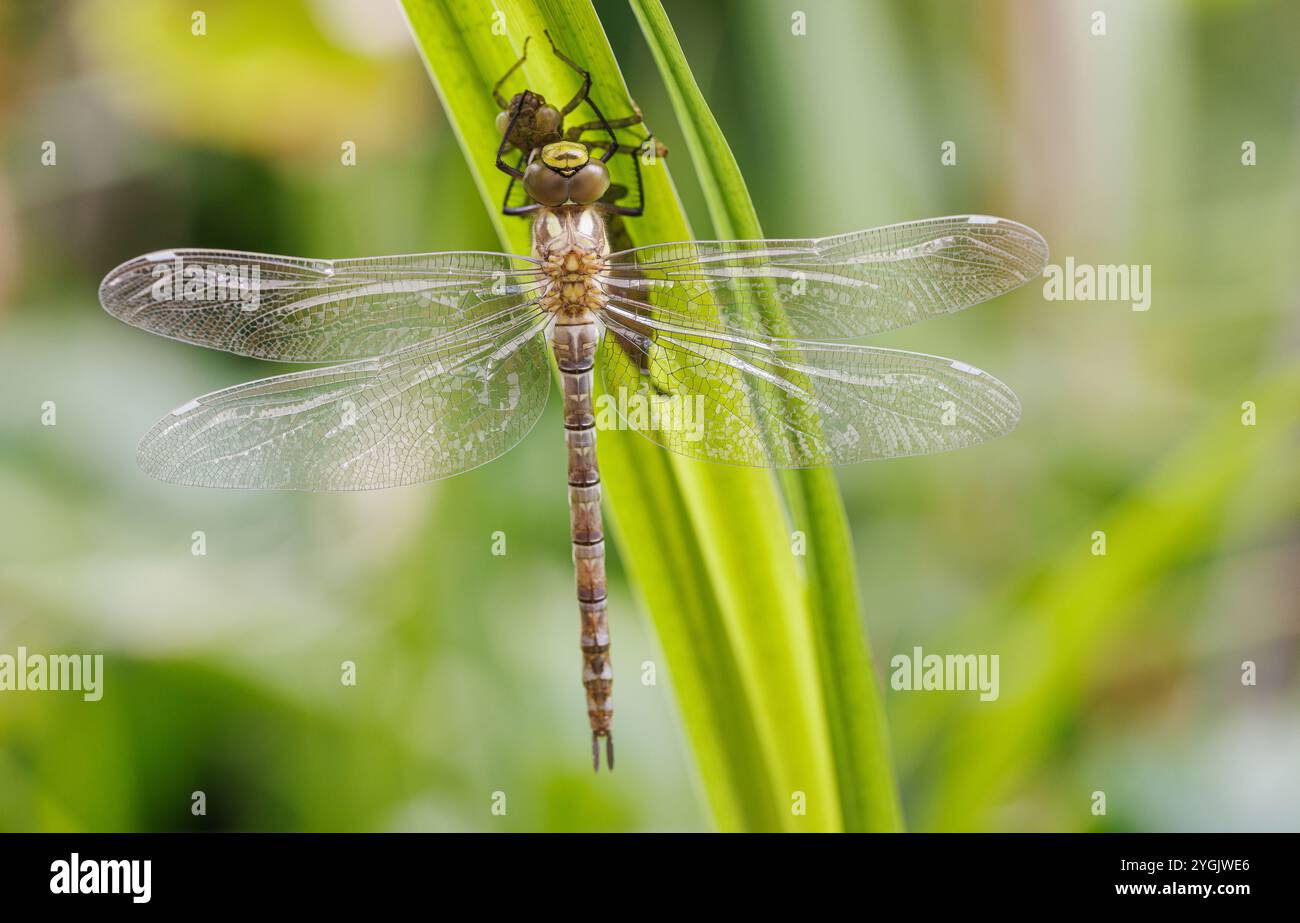blue-green darner, southern aeshna, southern hawker (Aeshna cyanea ...