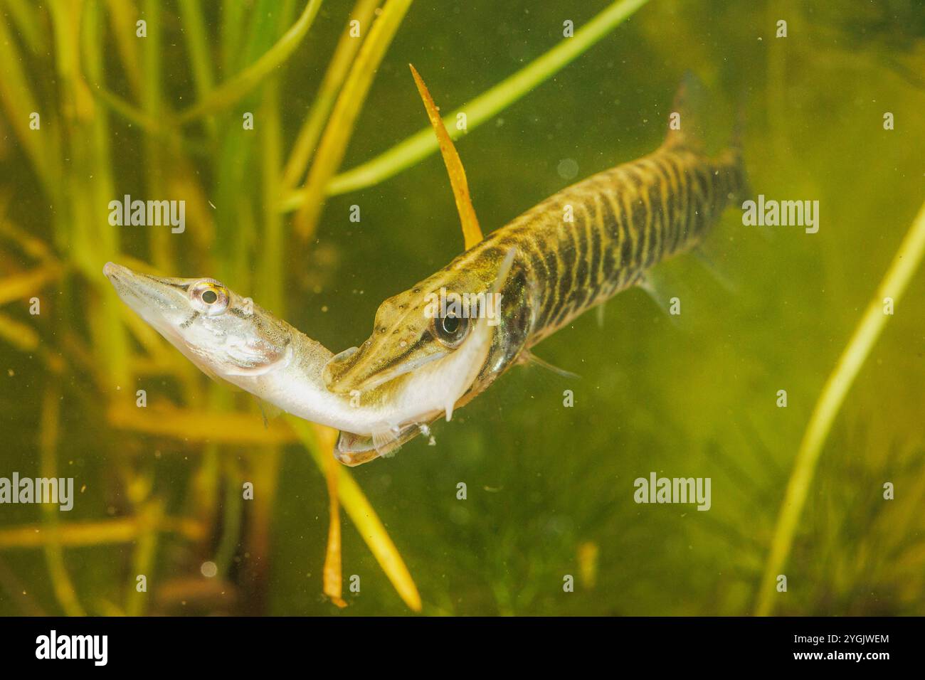 pike, northern pike (Esox lucius), grass pickerel eating smaller ...