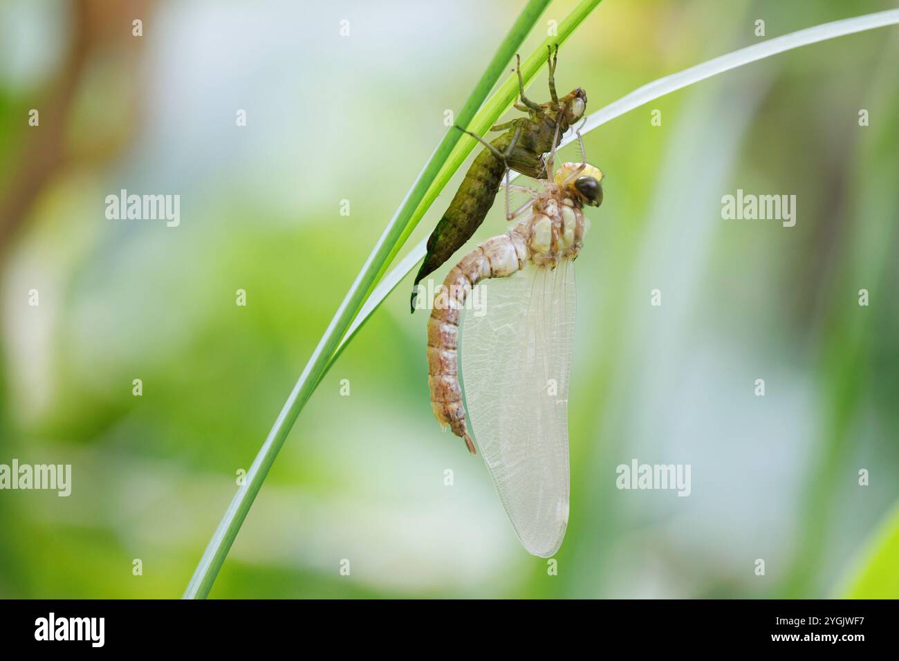 blue aeshna, azure hawker (Aeshna coerulea), after hatching at exuvia ...