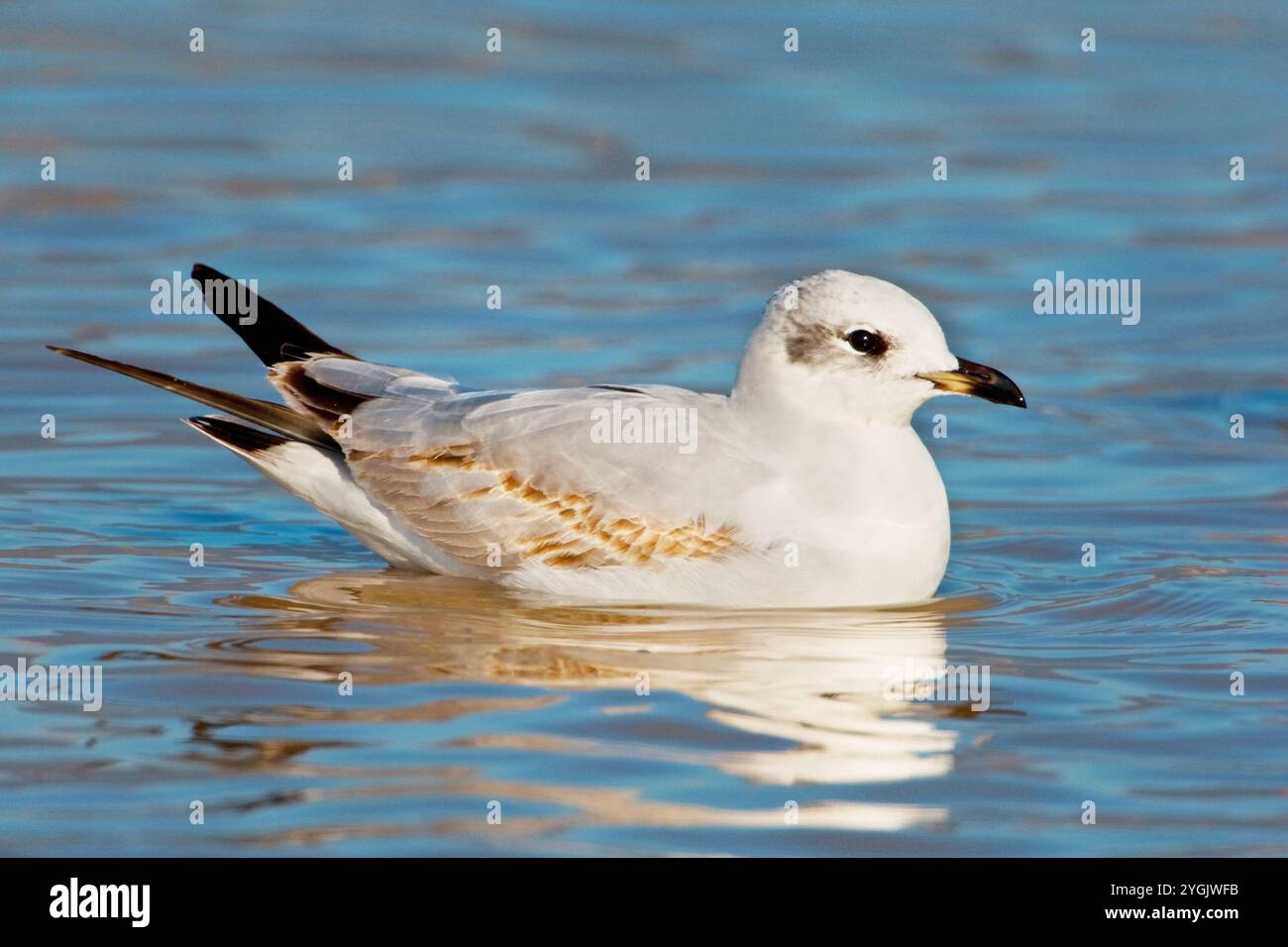 mediterranean gull, Mediterranean gull (Ichthyaetus melanocephalus ...