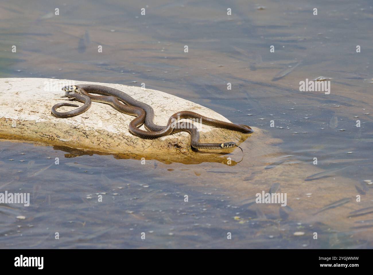 grass snake (Natrix natrix), two grass snakes hunting small fish on ...