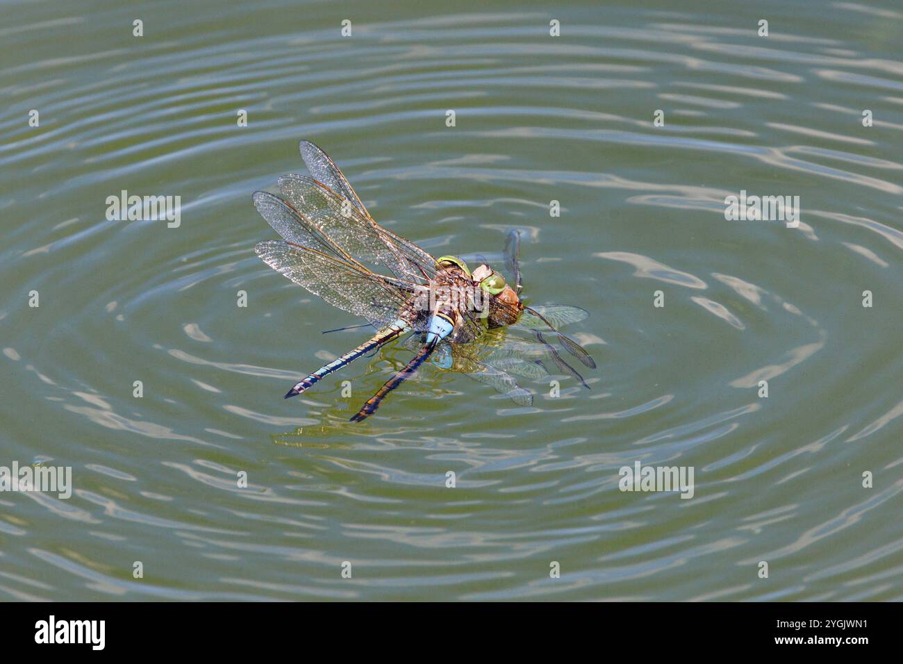 Dragonfly insect fallen into water hi-res stock photography and images ...