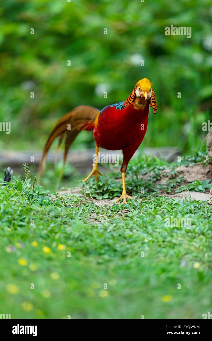 Golden pheasant (Chrysolophus pictus), male sitting on the ground ...