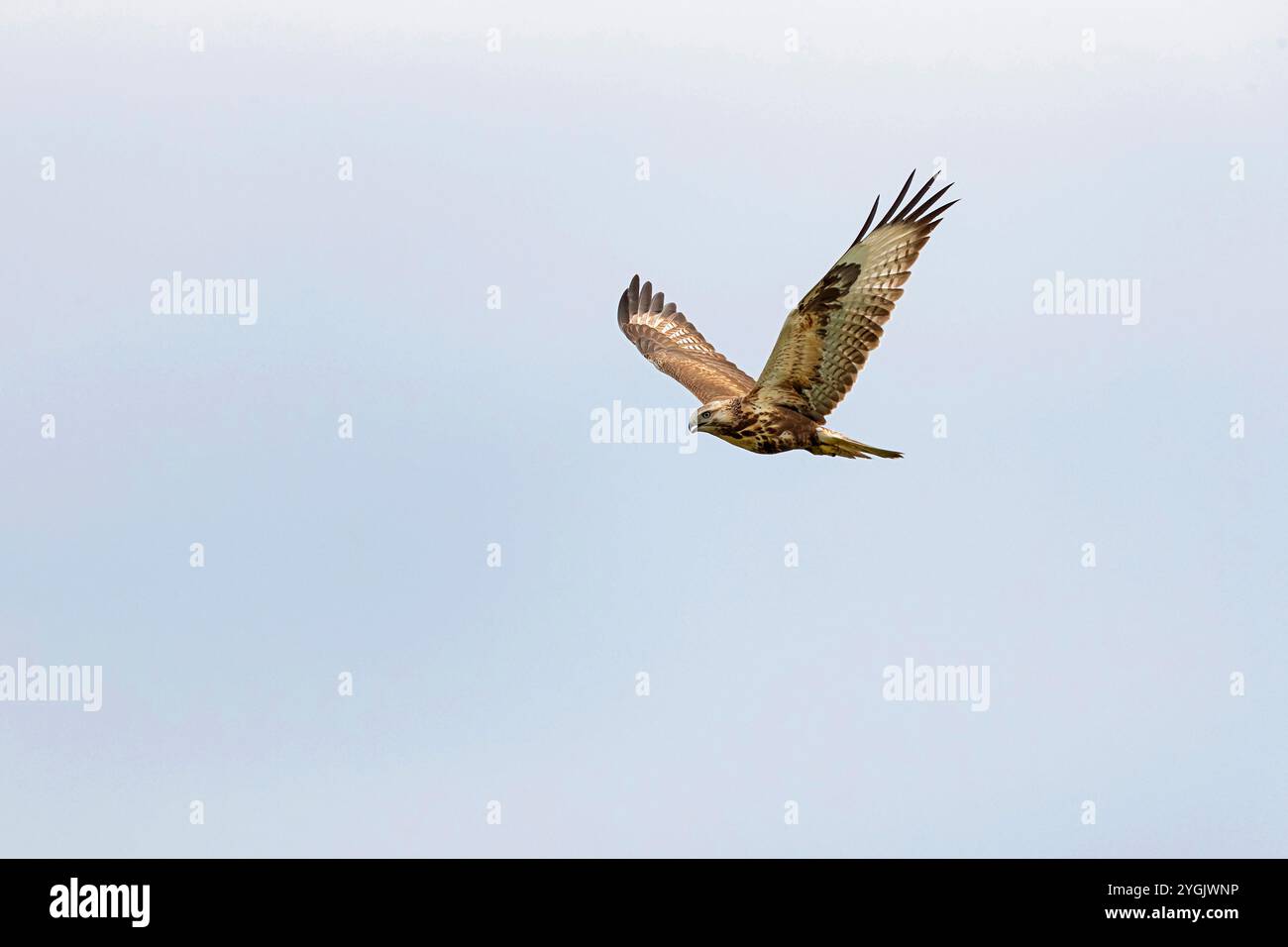 Buzzard with fledgling prey hi-res stock photography and images - Alamy