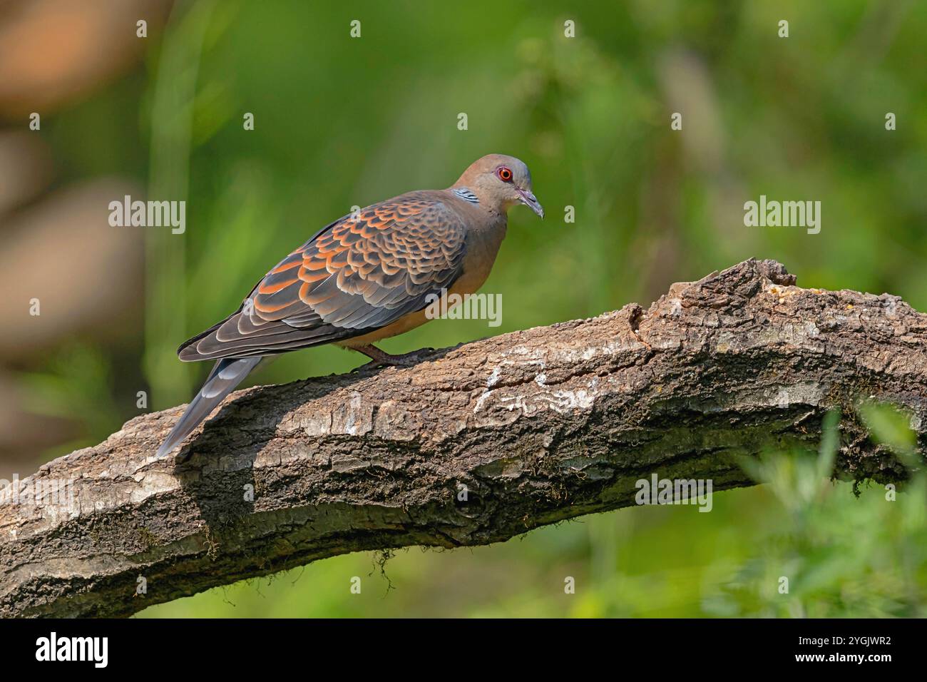 eastern turtle dove (Streptopelia orientalis), sitting on a branch ...