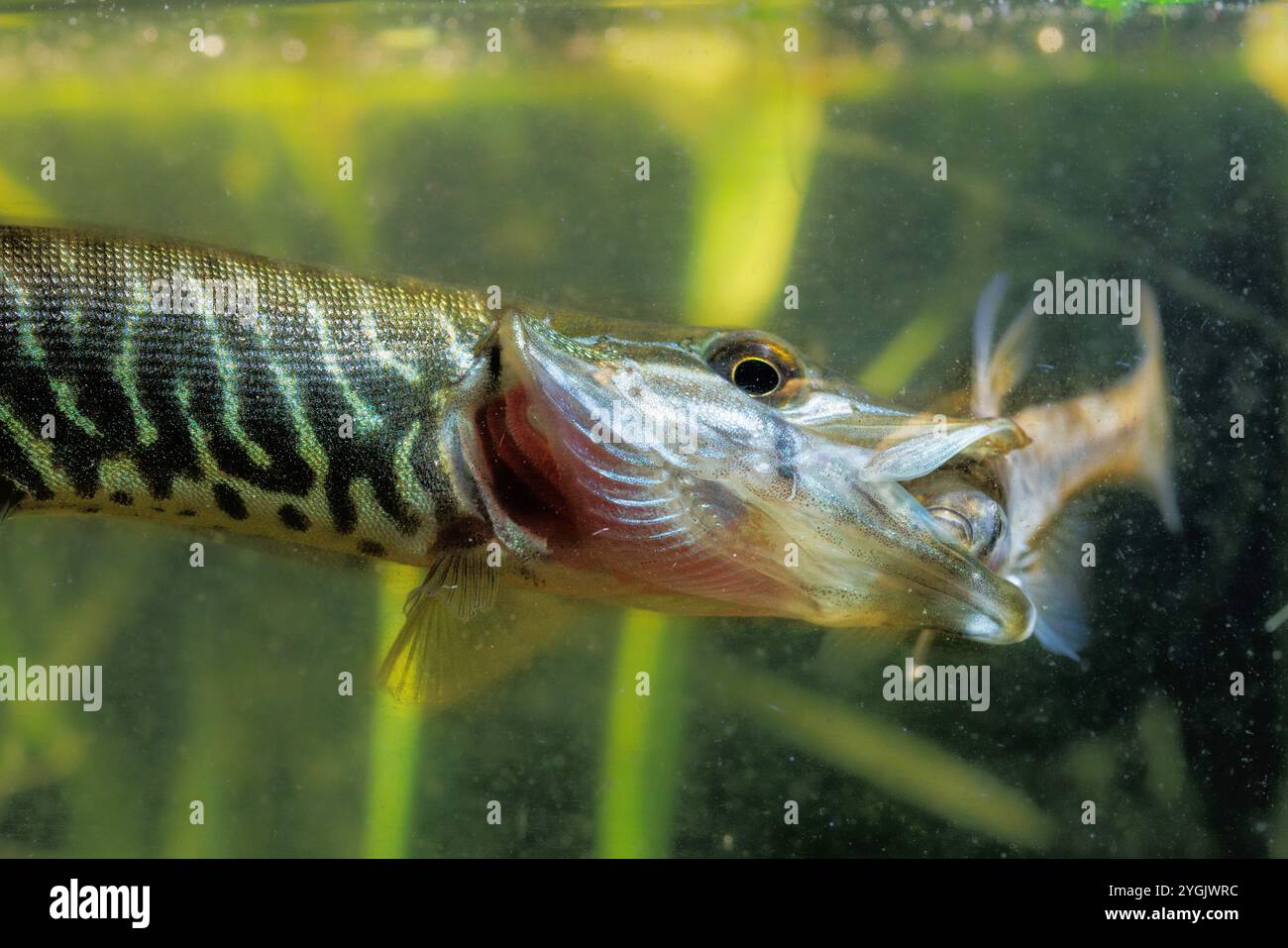 pike, northern pike (Esox lucius), juvenile, eating blue-banded bleak ...