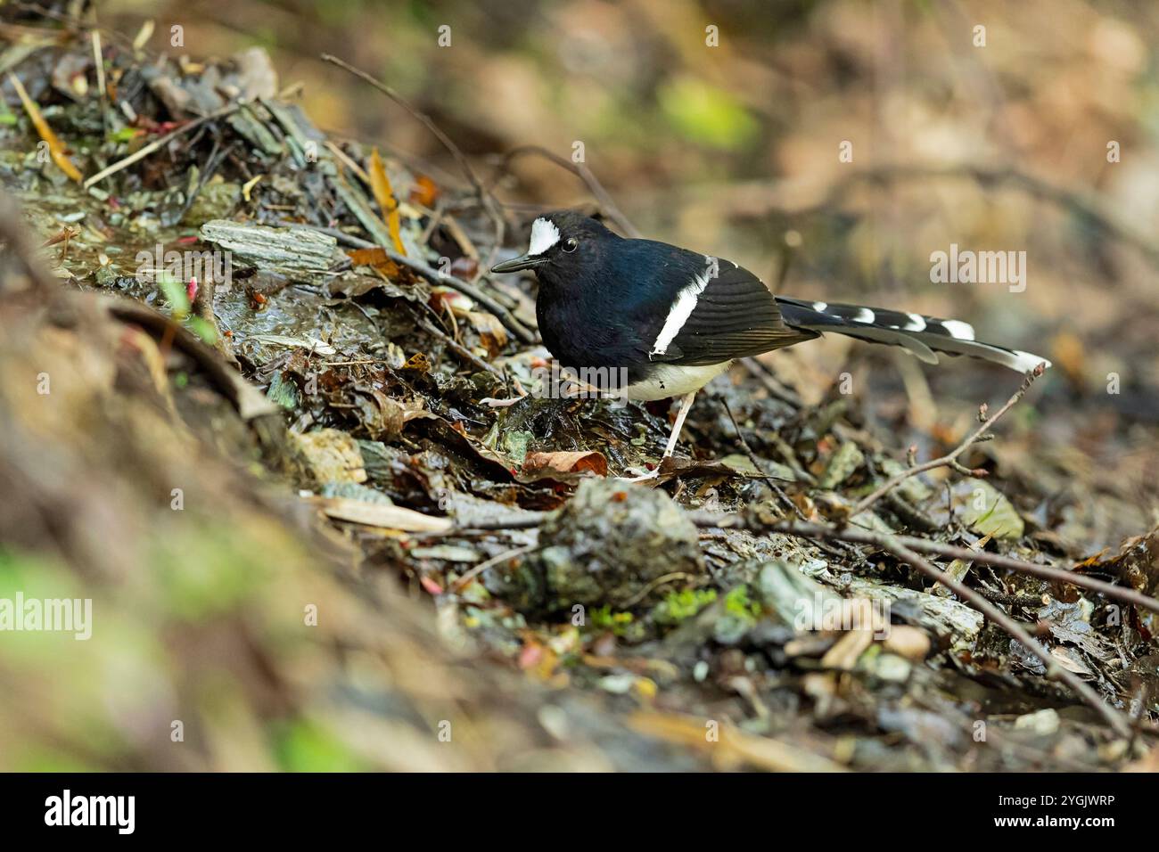 white-crowned forktail (Enicurus leschenaulti), sitting on the ground ...