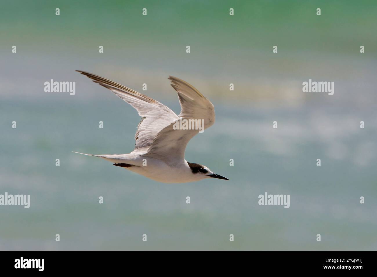 white-cheeked tern (Sterna repressa), in flight, side view, Oman Stock ...