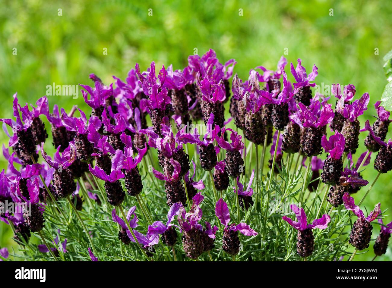 Lavendel lavandula art hi-res stock photography and images - Alamy