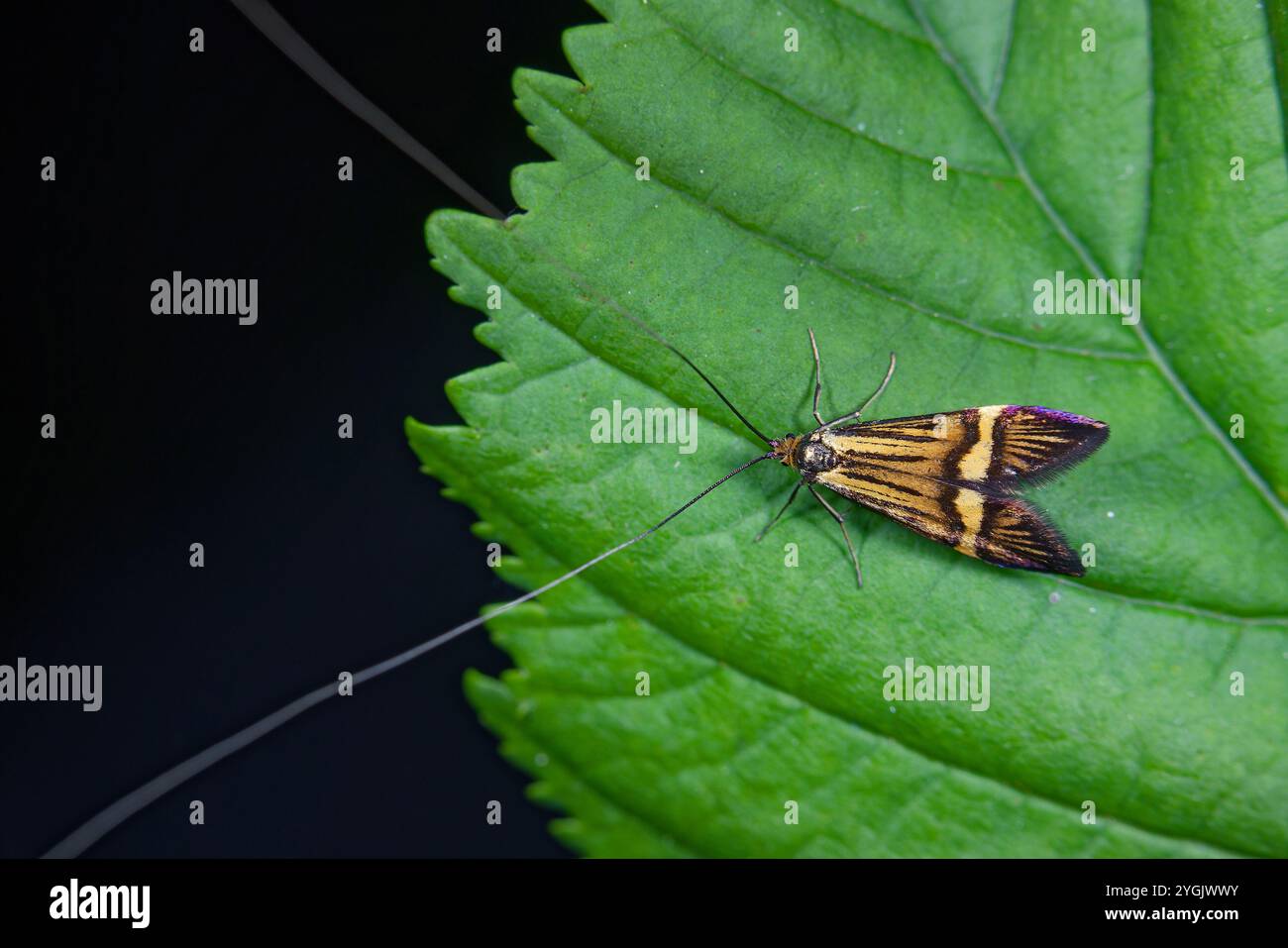 Longhorn Moth (Nemophora degeerella, Adela degeerella), sitting on a ...