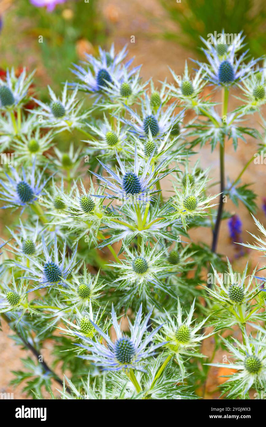 Spanish eryngo (Eryngium bourgatii), blooming Stock Photo - Alamy