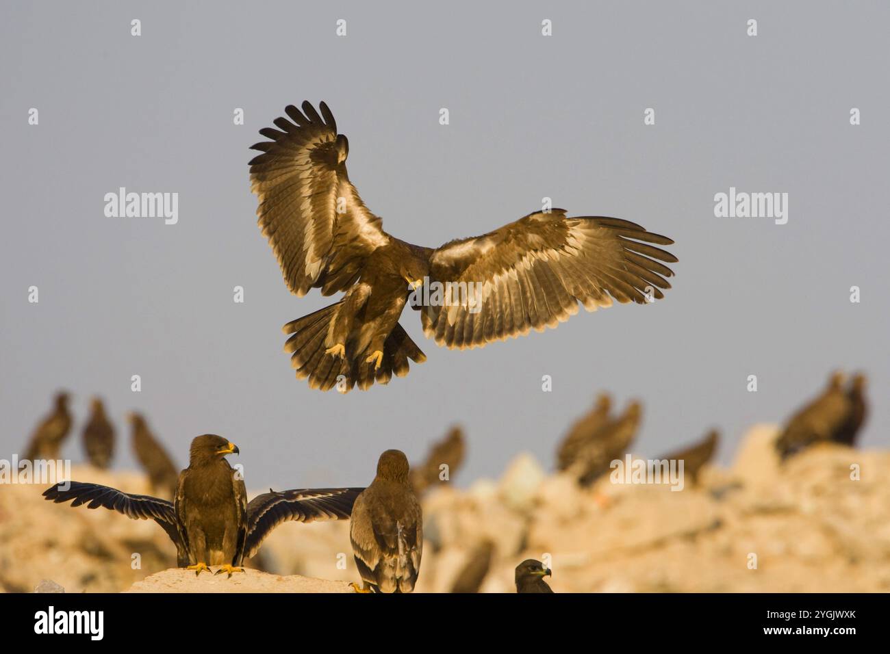 steppe eagle (Aquila nipalensis, Aquila rapax nipalensis), immature ...