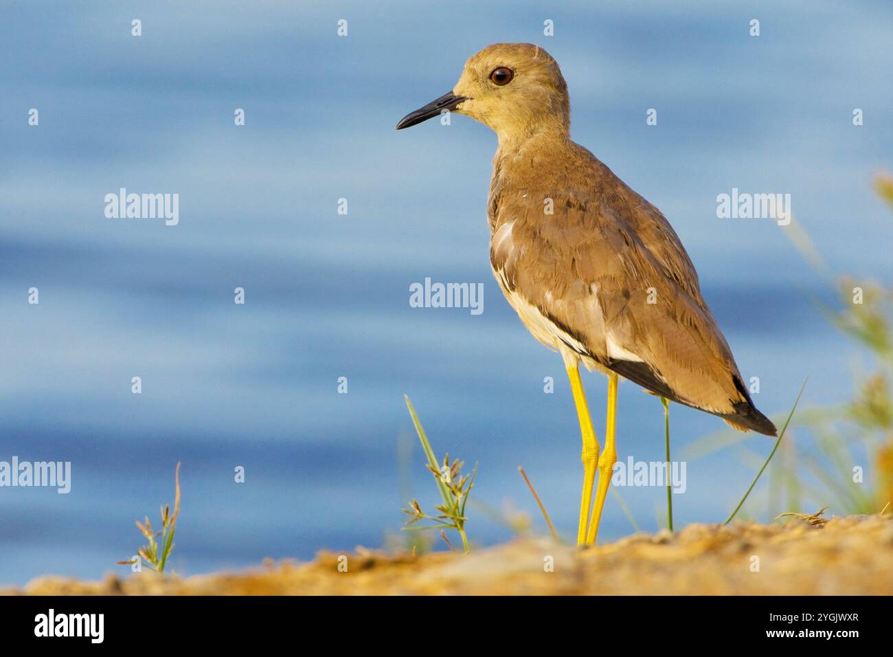 white-tailed plover, white-tailed lapwing (Vanellus leucurus, Chettusia ...