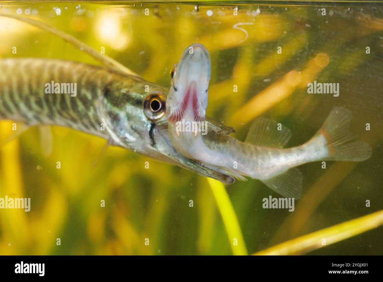 Pickerel fish hi-res stock photography and images - Alamy