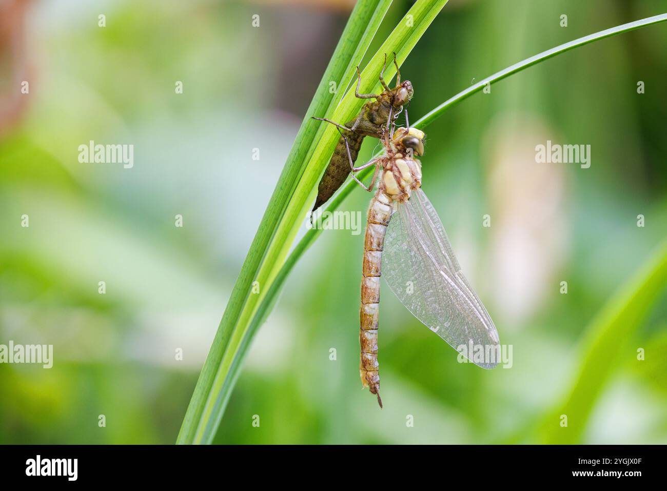 blue-green darner, southern aeshna, southern hawker (Aeshna cyanea ...
