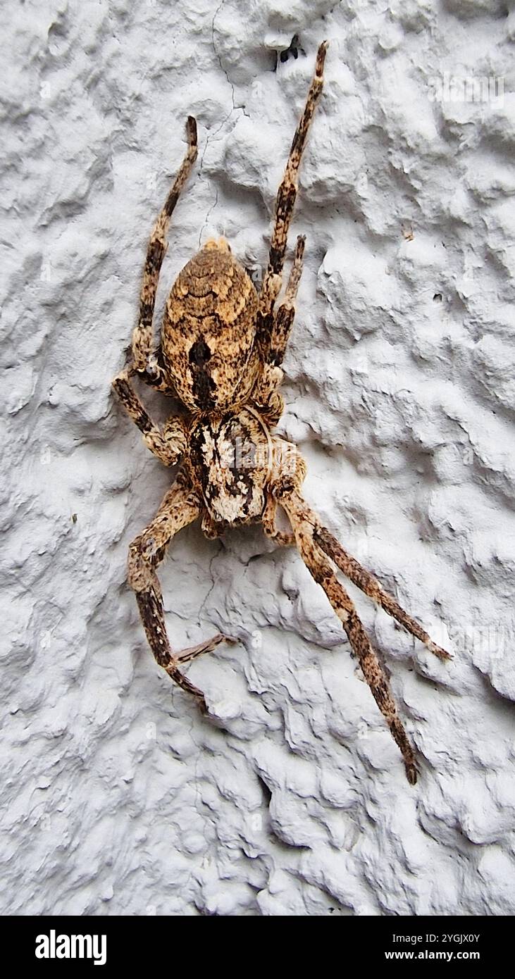 Spiny false wolf-spider (Zoropsis spinimana), sits on a house wall ...