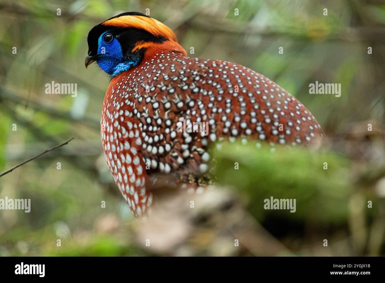 M temminckii hi-res stock photography and images - Alamy