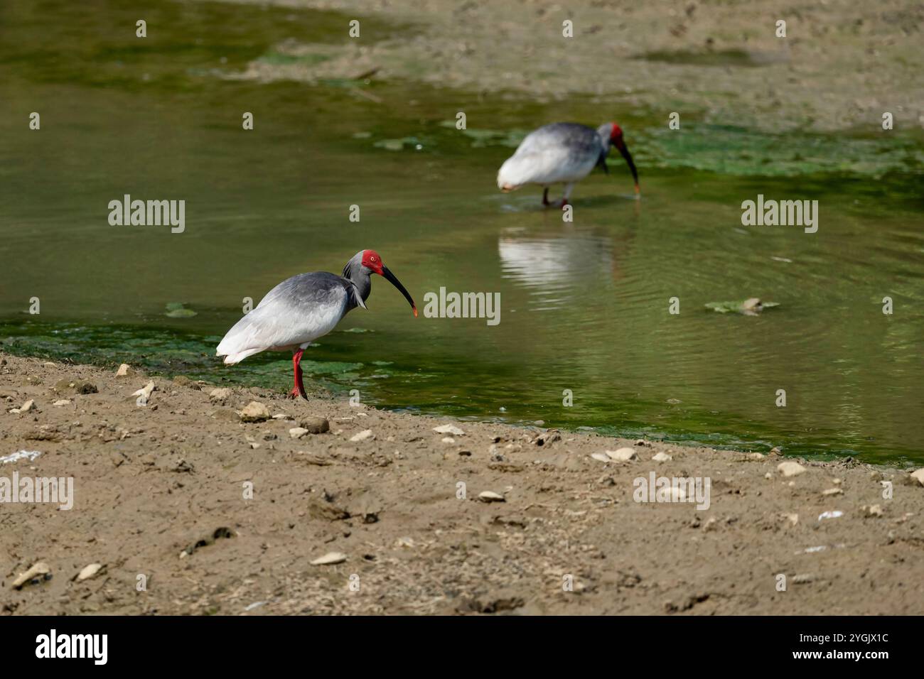 Japanese crested ibis, Asian crested ibis, Imperial crested ibis ...