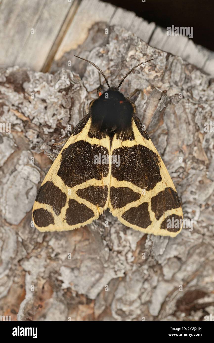 tiger moth (Arctia flavia), sitting on bark, Austria, Tyrol Stock Photo ...