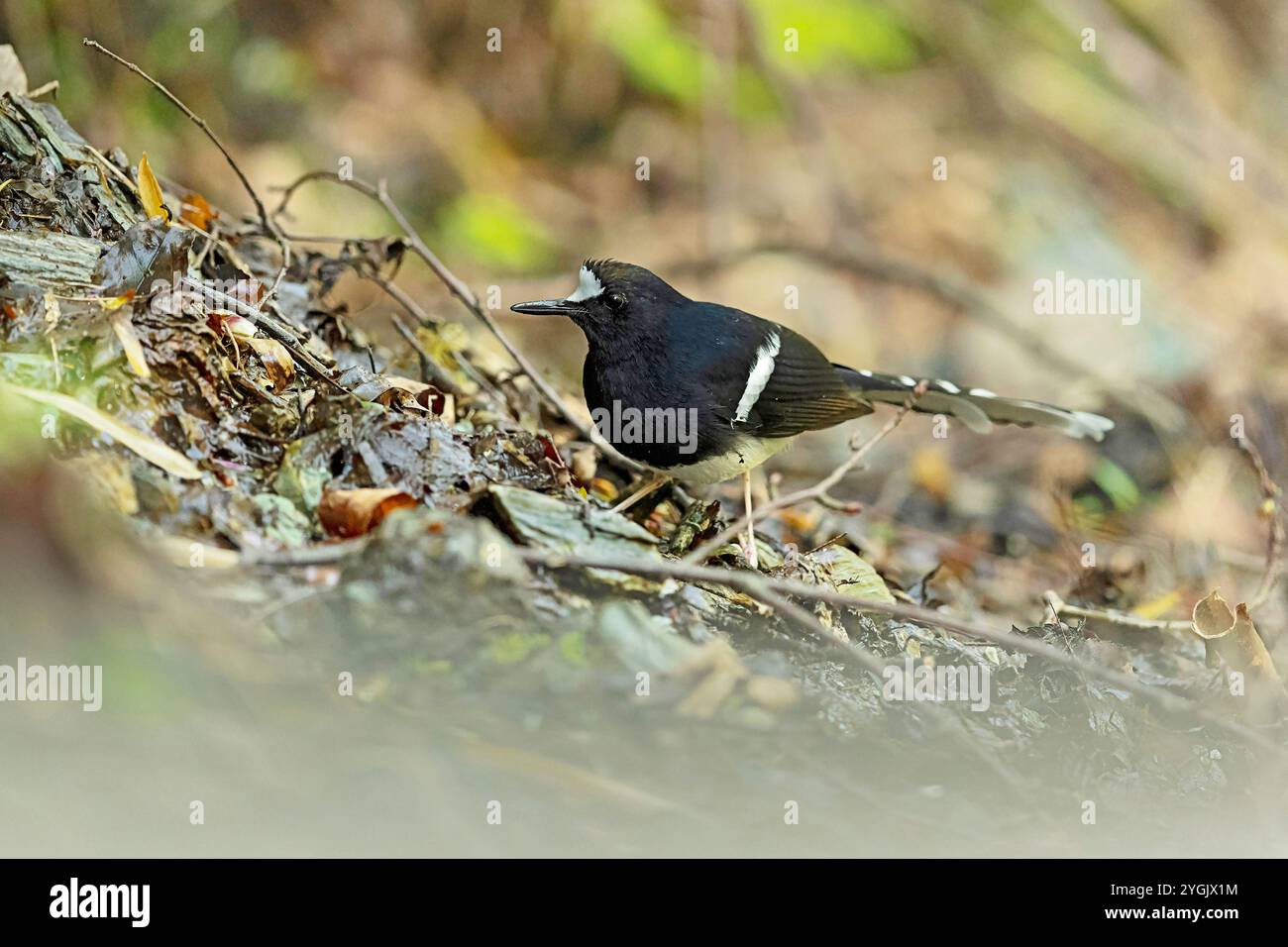 White crowned forktails hi-res stock photography and images - Alamy