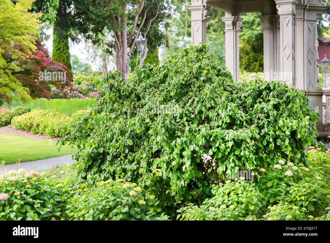 Corkscrew Hazel, Common hazel (Corylus avellana 'Contorta', Corylus ...