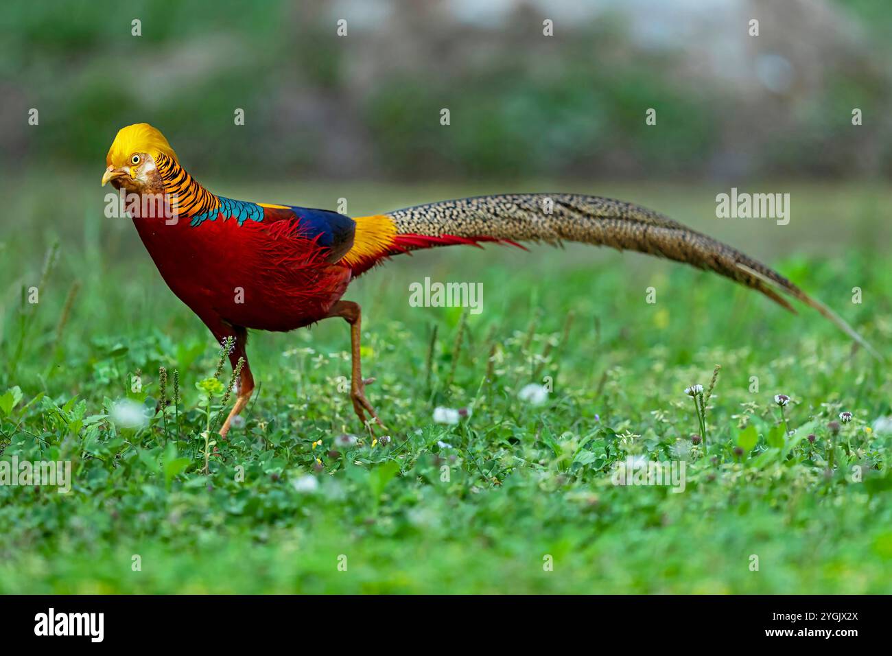 Chrysolophus pictus china hi-res stock photography and images - Alamy