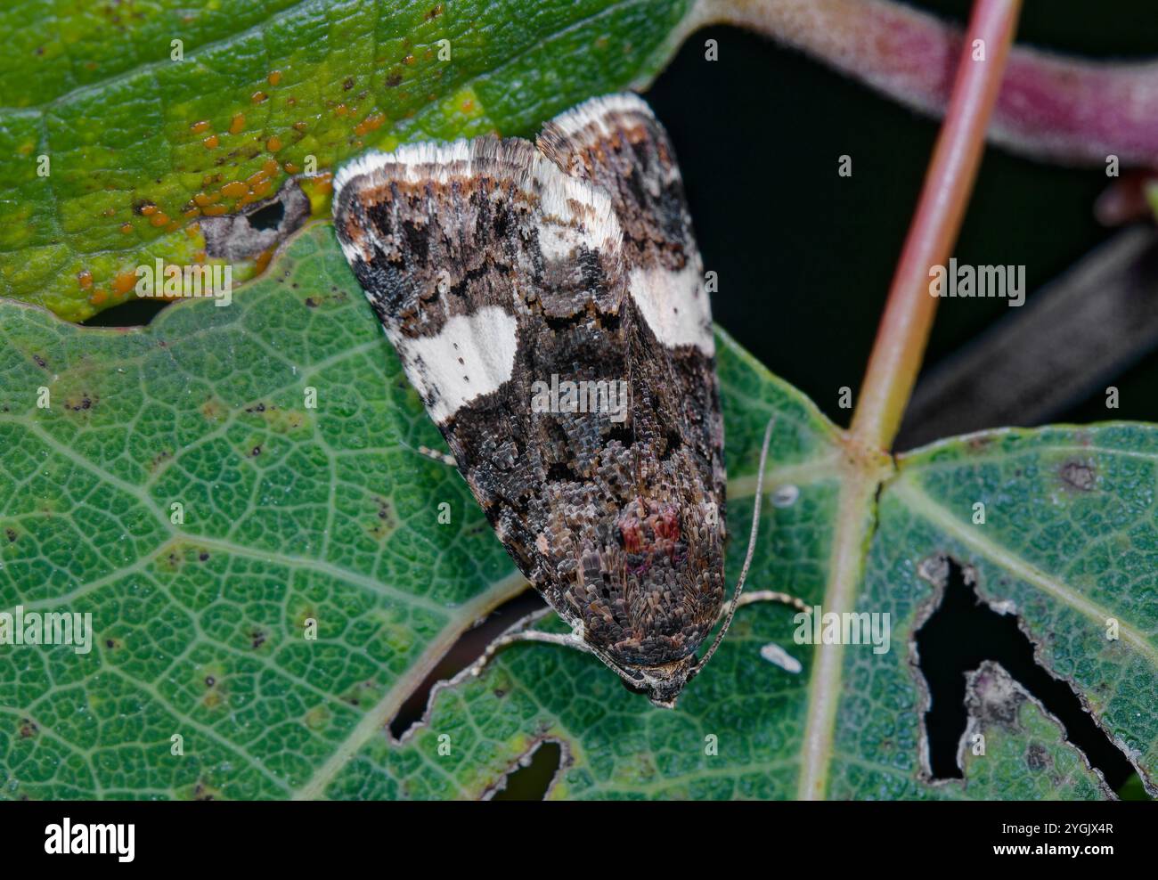 Four-spotted moth, Field bindweed moth (Tyta luctuosa), sitting on a ...