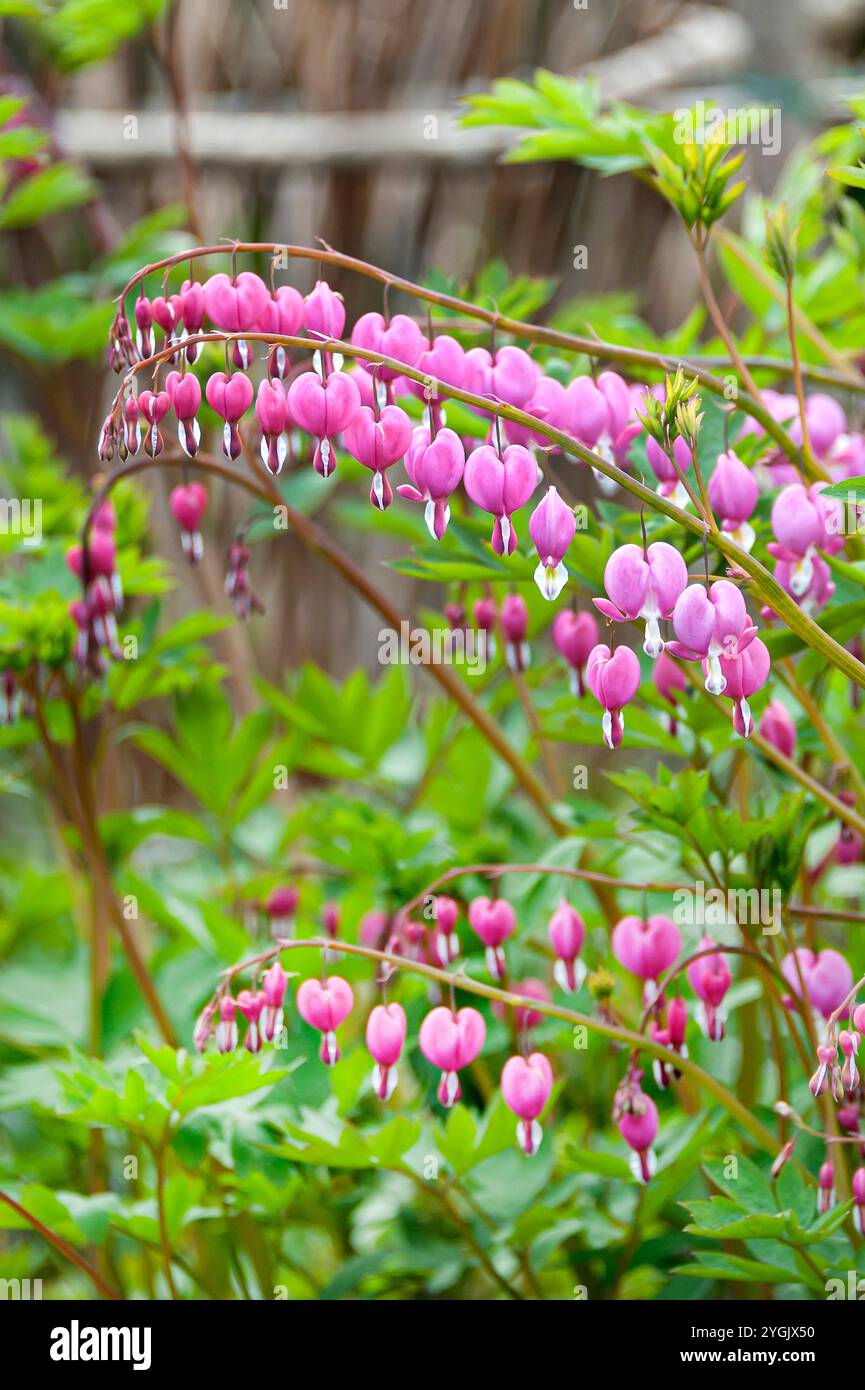 Common bleeding heart (Dicentra spectabilis, Lamprocapnos spectabilis ...