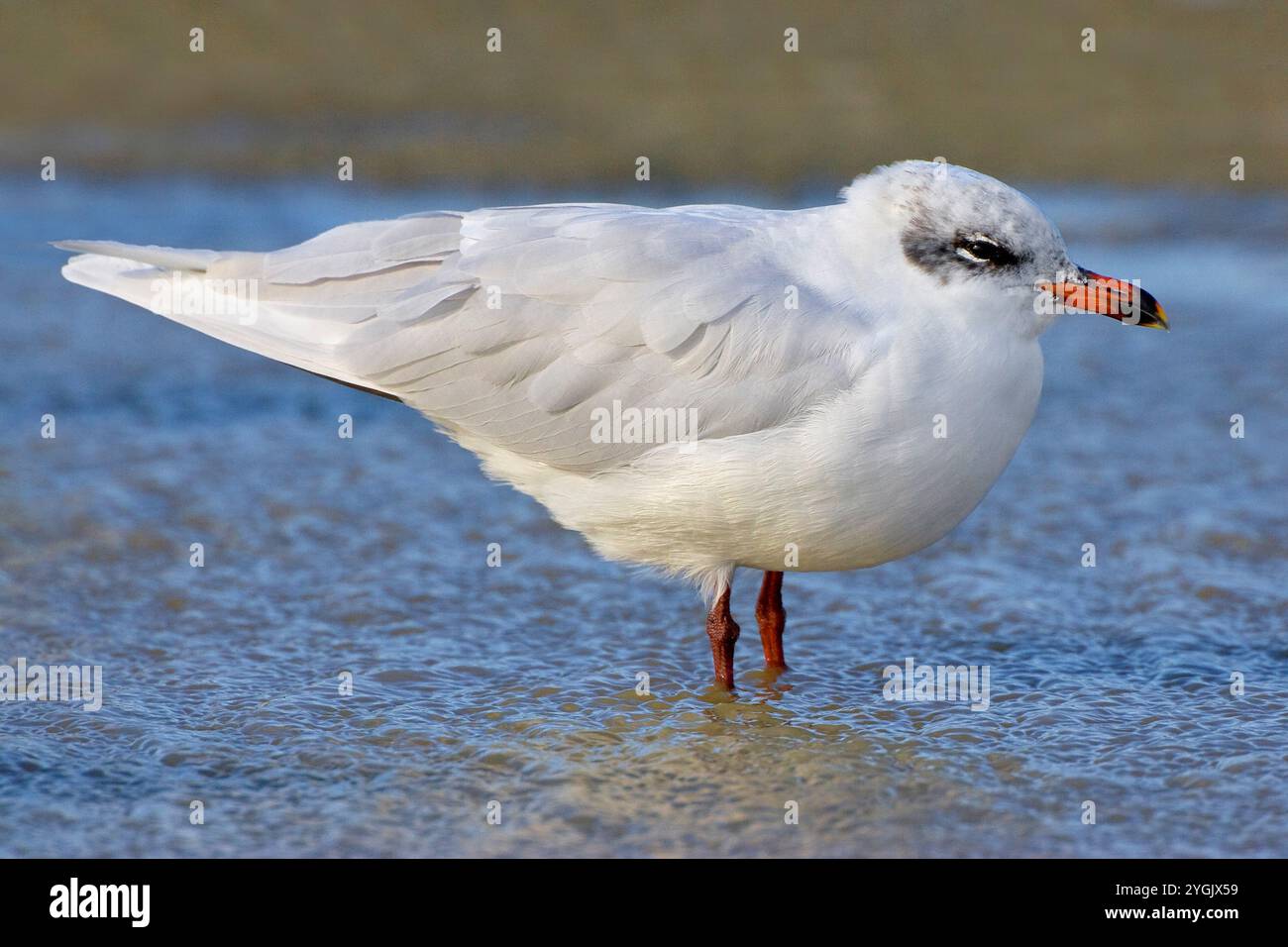 mediterranean gull (Ichthyaetus melanocephalus, Larus melanocephalus ...