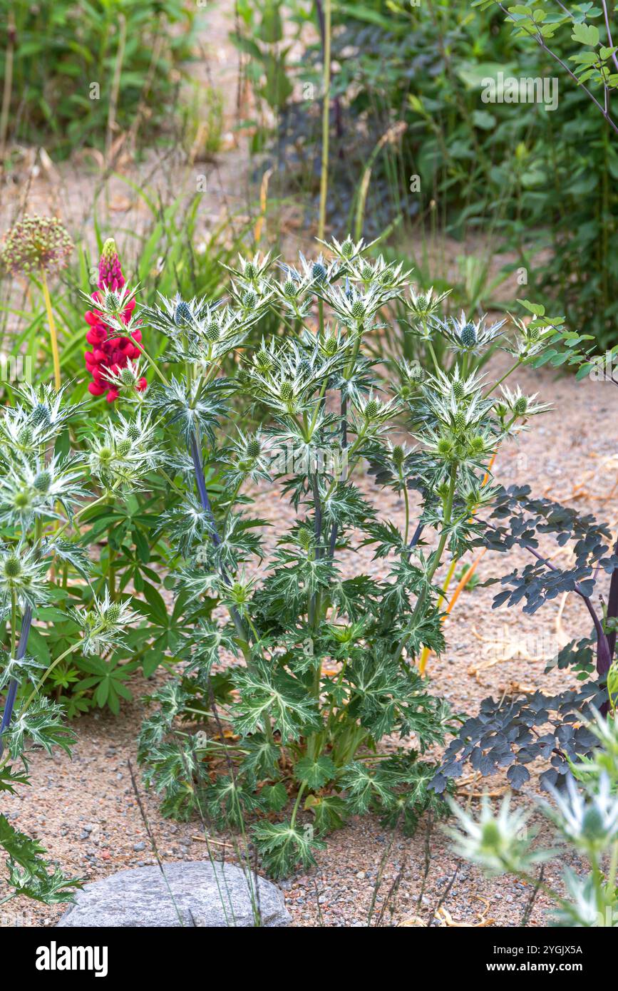 Spanish eryngo (Eryngium bourgatii), blooming Stock Photo - Alamy