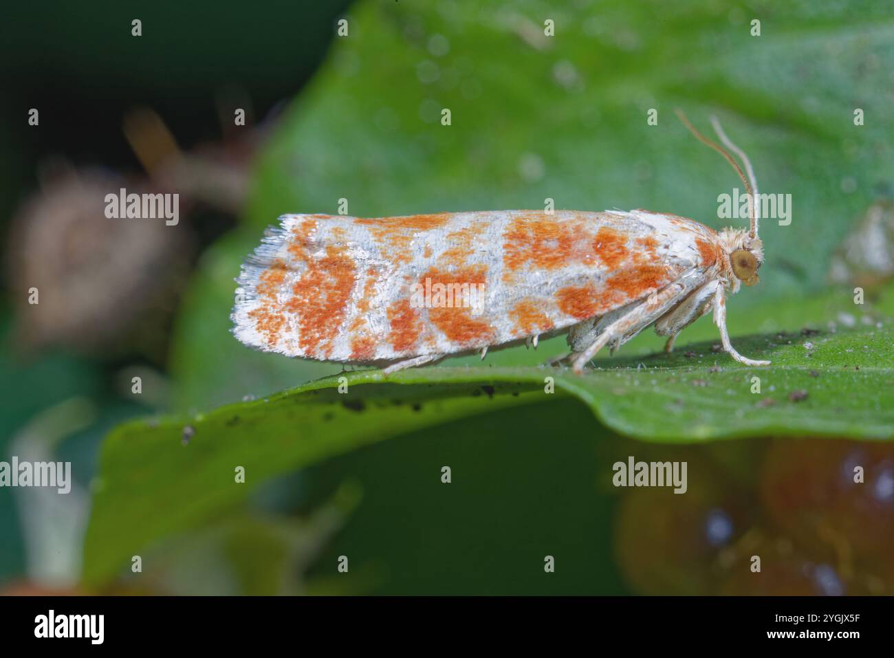 Rhyacioniaart hi-res stock photography and images - Alamy