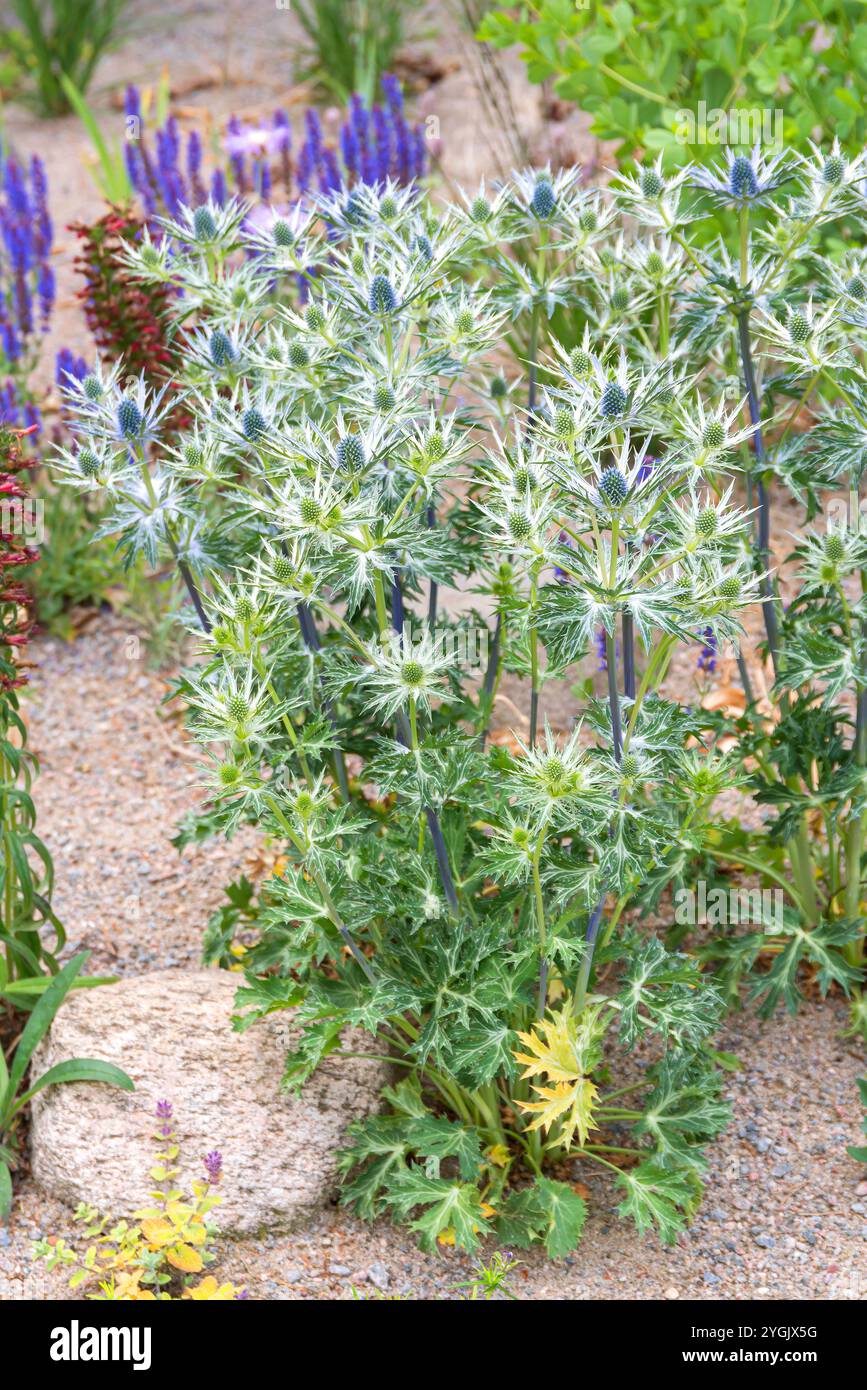 Spanish eryngo (Eryngium bourgatii), blooming Stock Photo - Alamy