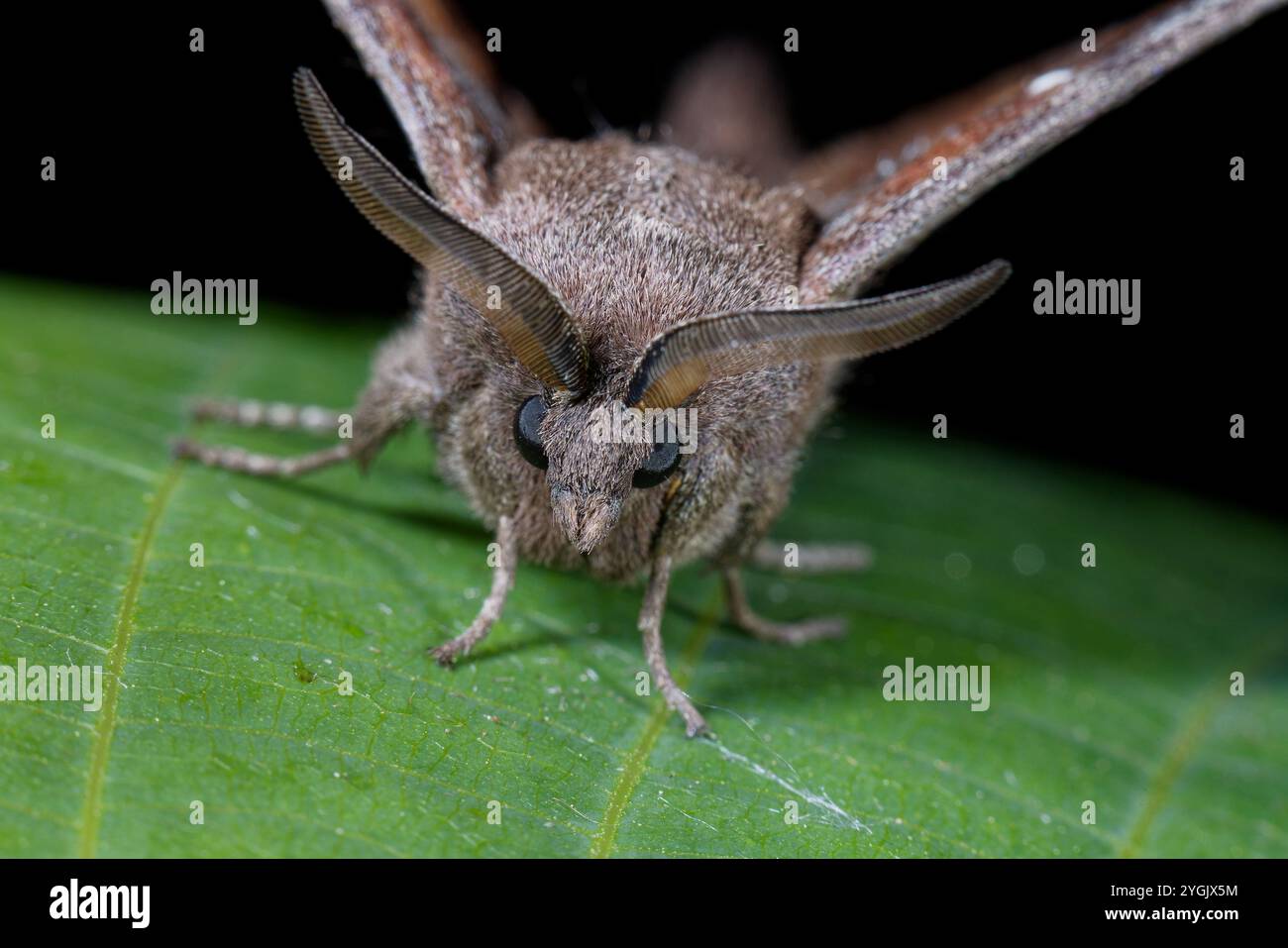 pine lappet, pine-tree lappet, European pine moth (Dendrolimus pini ...